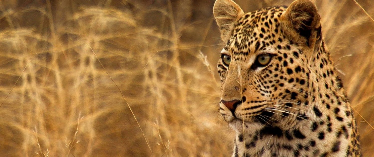 Leopard Rock – Guest Lodge